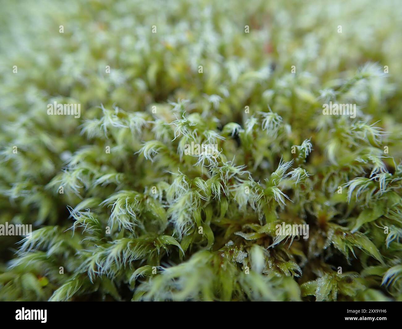 Woolly Fringe-moss (Racomitrium lanuginosum) Plantae Stock Photo - Alamy