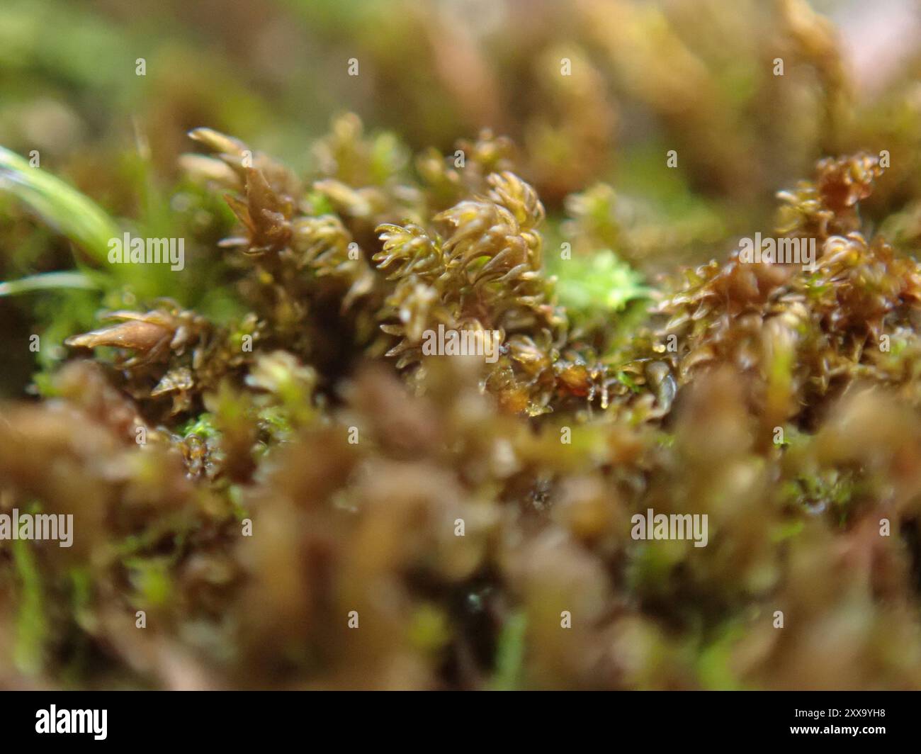 (Andreaea rupestris rupestris) Plantae Stock Photo - Alamy