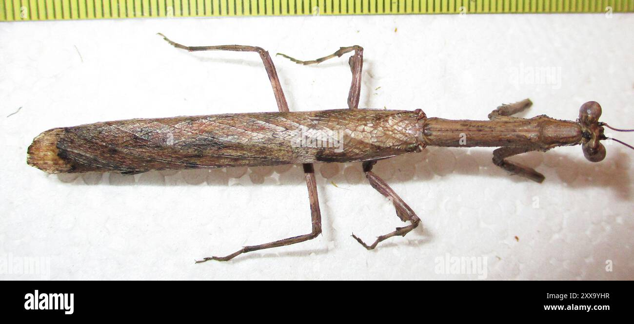 African Stick Mantis (Popa spurca) Insecta Stock Photo - Alamy