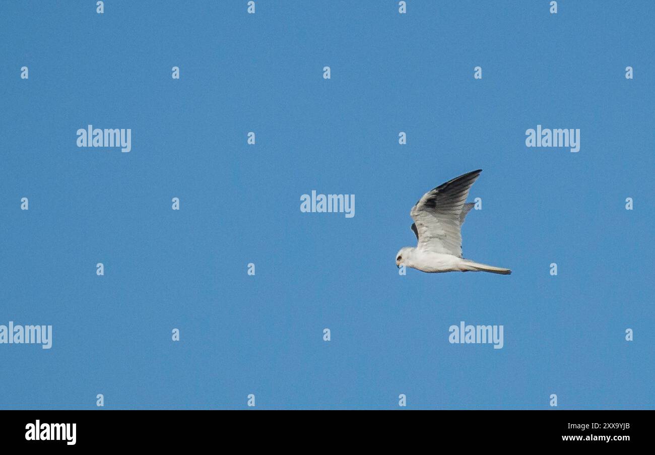 White-tailed Kite (Elanus leucurus) Aves Stock Photo - Alamy