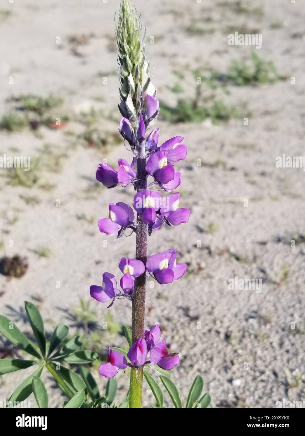 Arizona lupine (Lupinus arizonicus) Plantae Stock Photo - Alamy