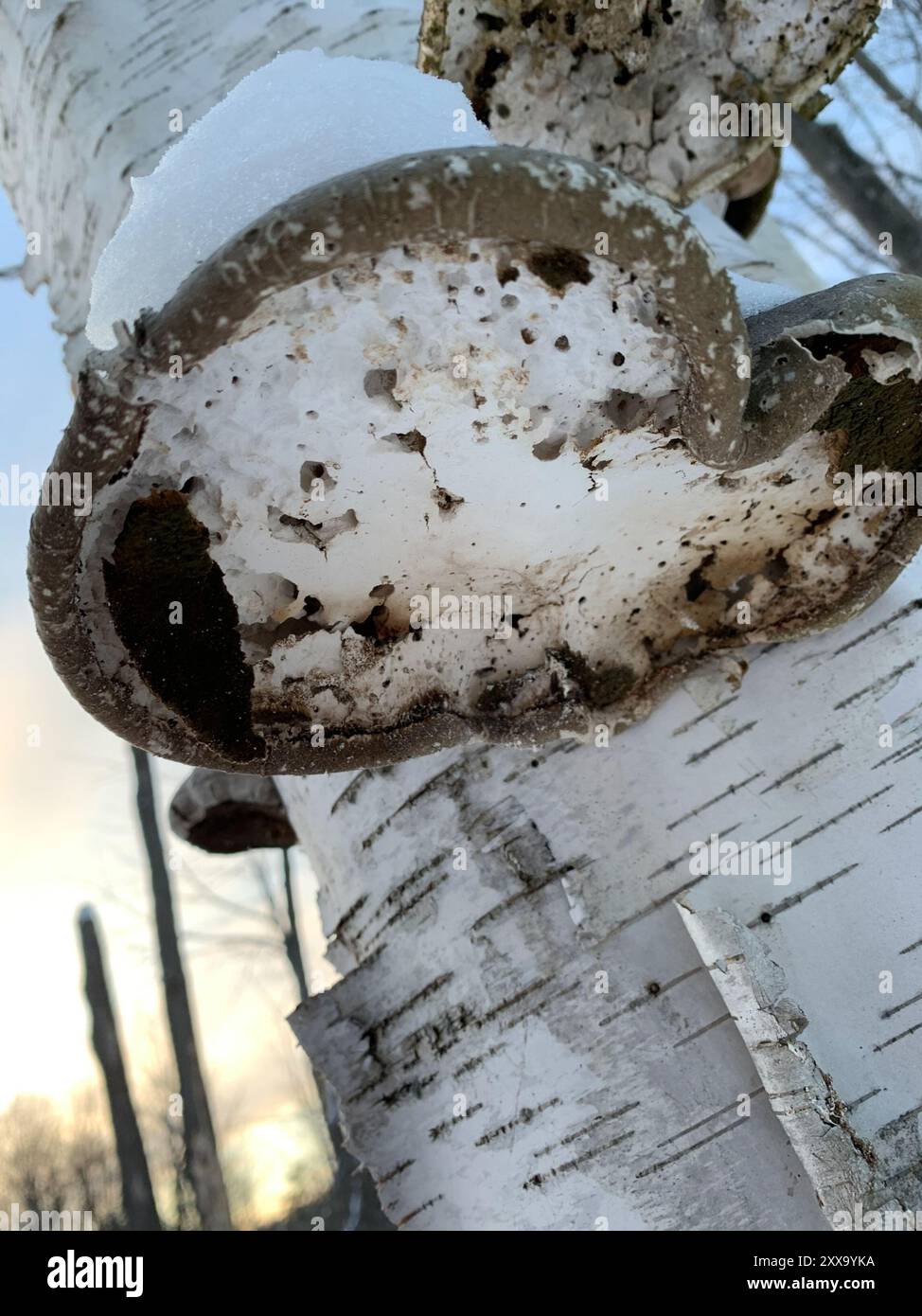 birch polypore (Fomitopsis betulina) Fungi Stock Photo - Alamy