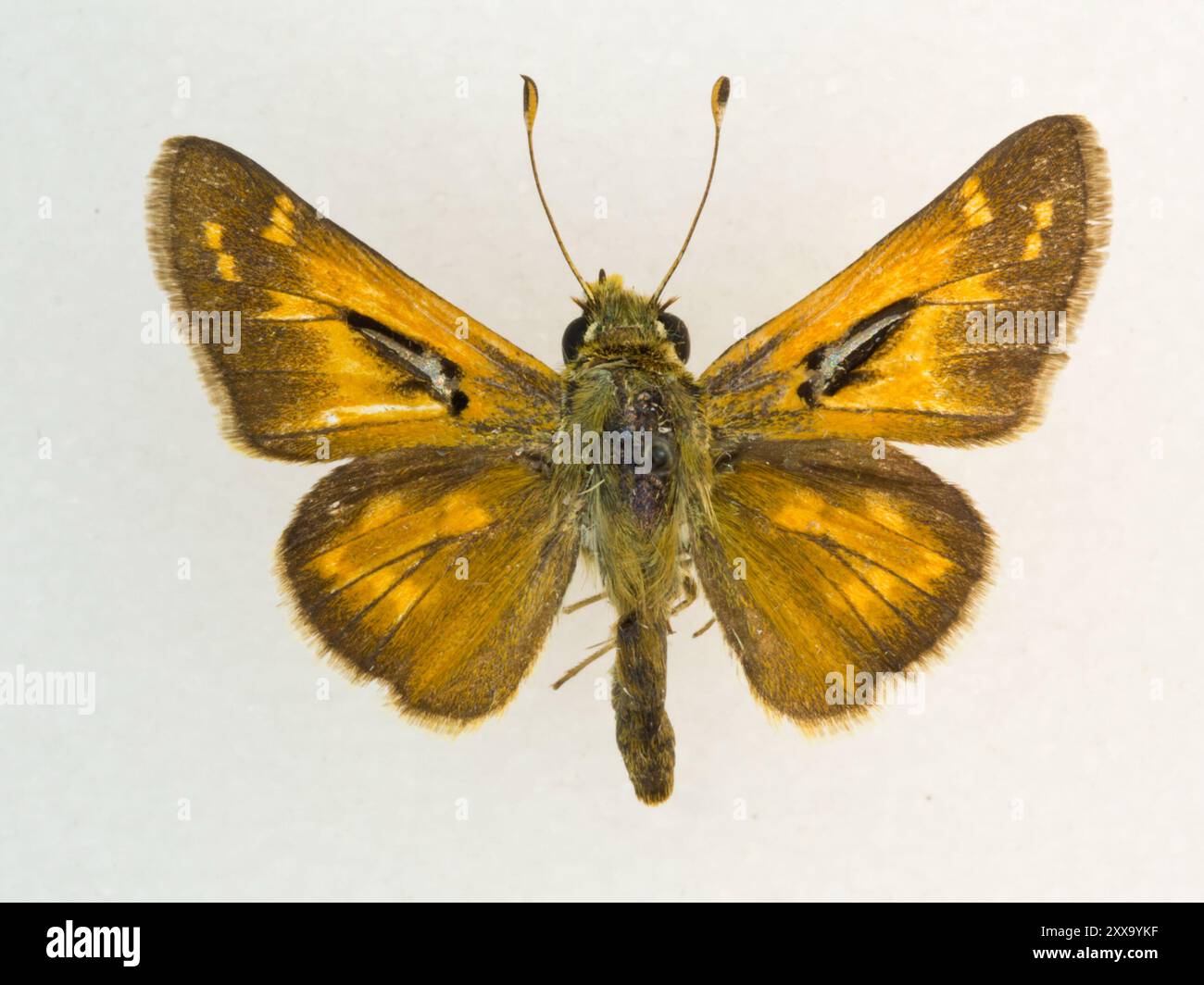 Western Branded Skipper (Hesperia colorado) Insecta Stock Photo - Alamy