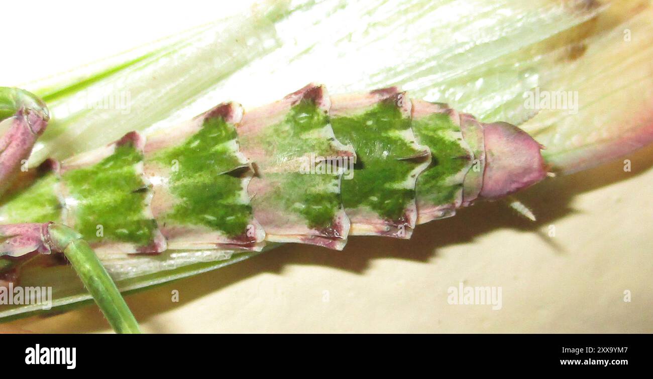 Conehead mantises hi-res stock photography and images - Alamy