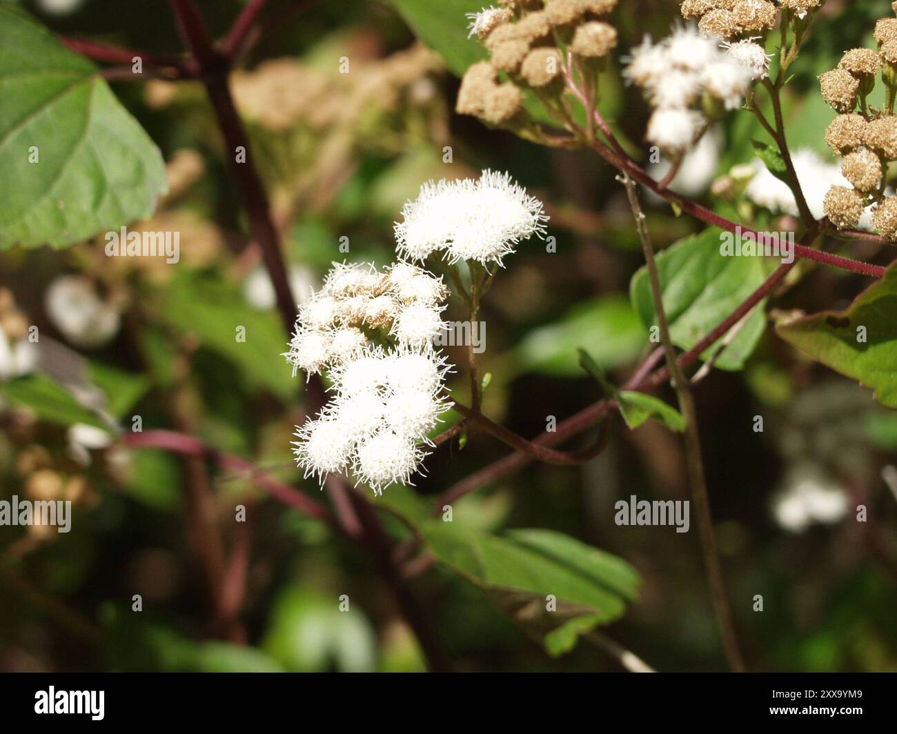Crofton Weed (Ageratina adenophora) Plantae Stock Photo - Alamy