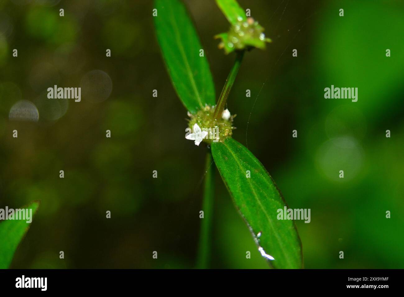 Woodland false buttonweed (Spermacoce remota) Plantae Stock Photo - Alamy