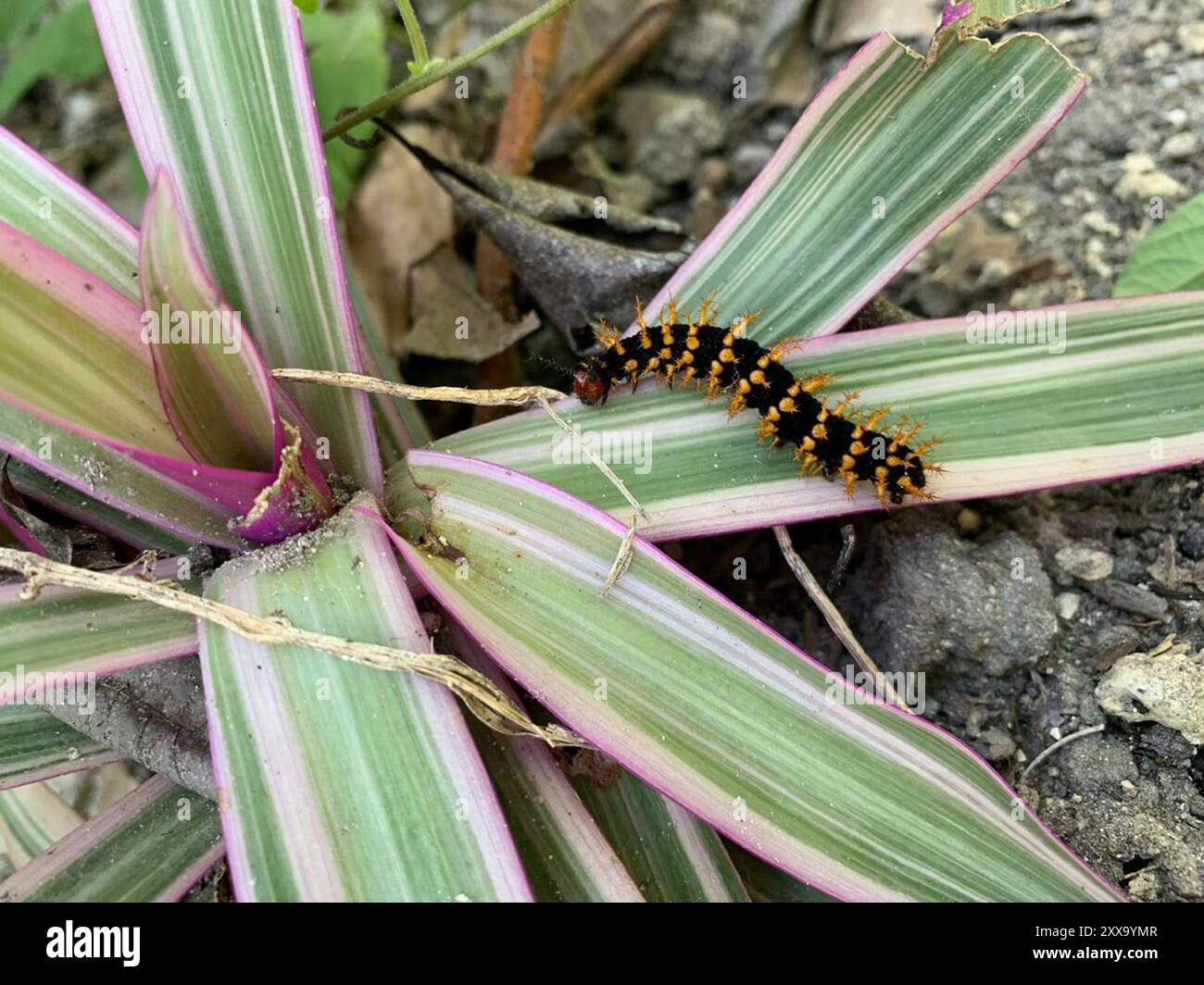 Malayan Eggfly (Hypolimnas anomala) Insecta Stock Photo - Alamy