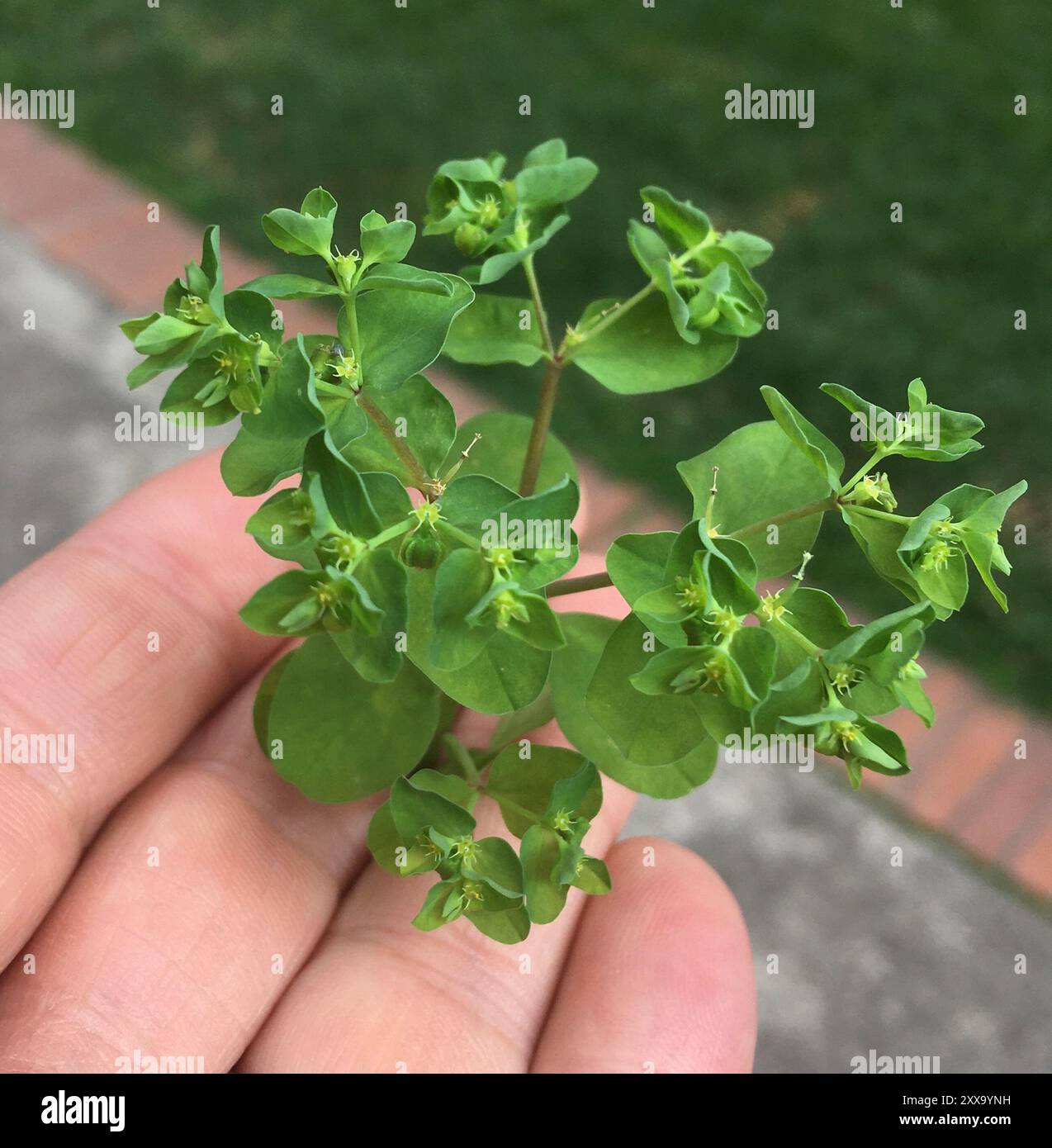 Petty Spurge (Euphorbia peplus) Plantae Stock Photo - Alamy