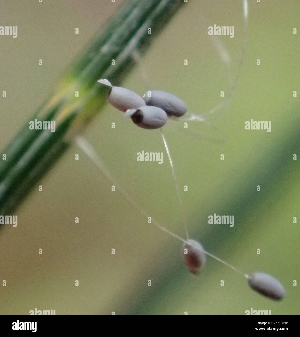 (Telenomus acrobates) Insecta Stock Photo - Alamy