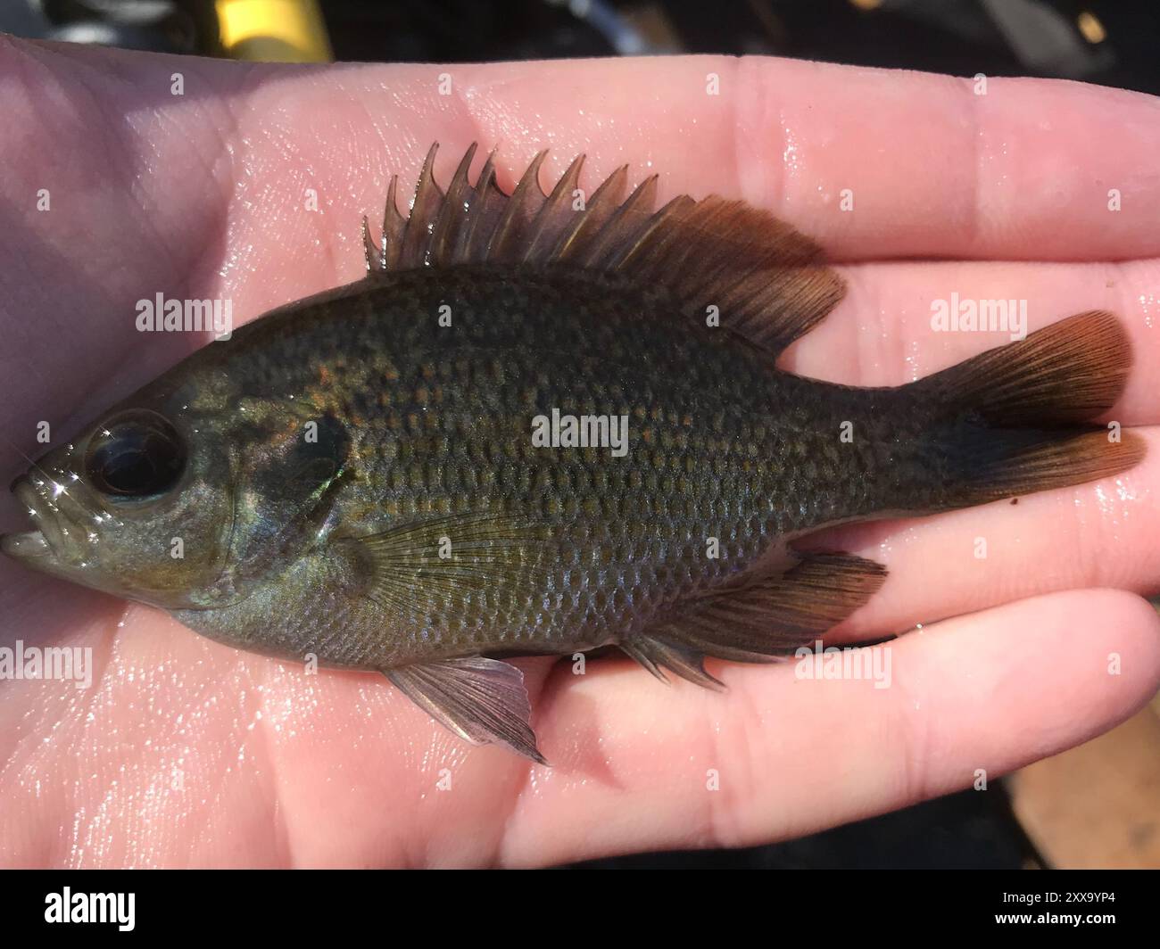 Redspotted Sunfish (Lepomis miniatus) Actinopterygii Stock Photo - Alamy