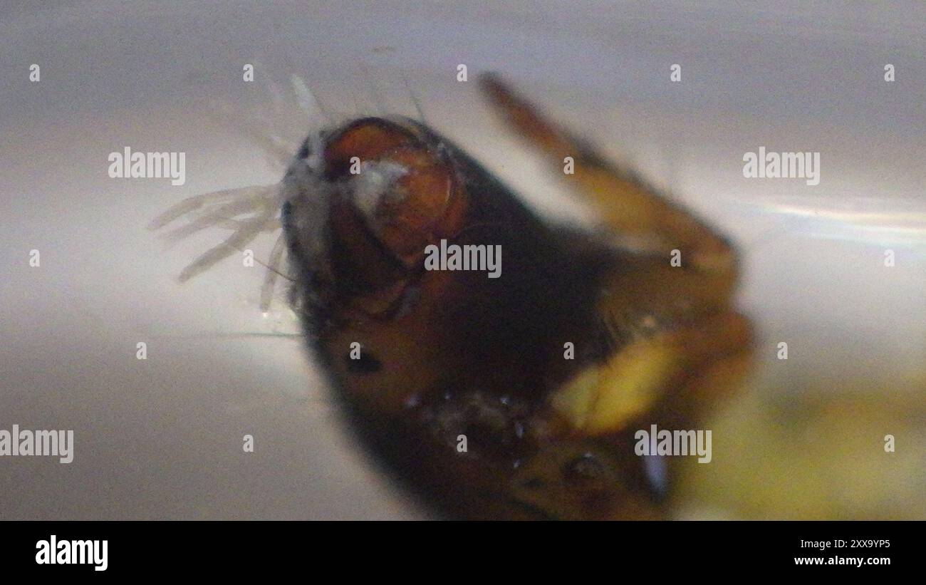 Net-spinning Caddisflies (Hydropsychidae) Insecta Stock Photo - Alamy