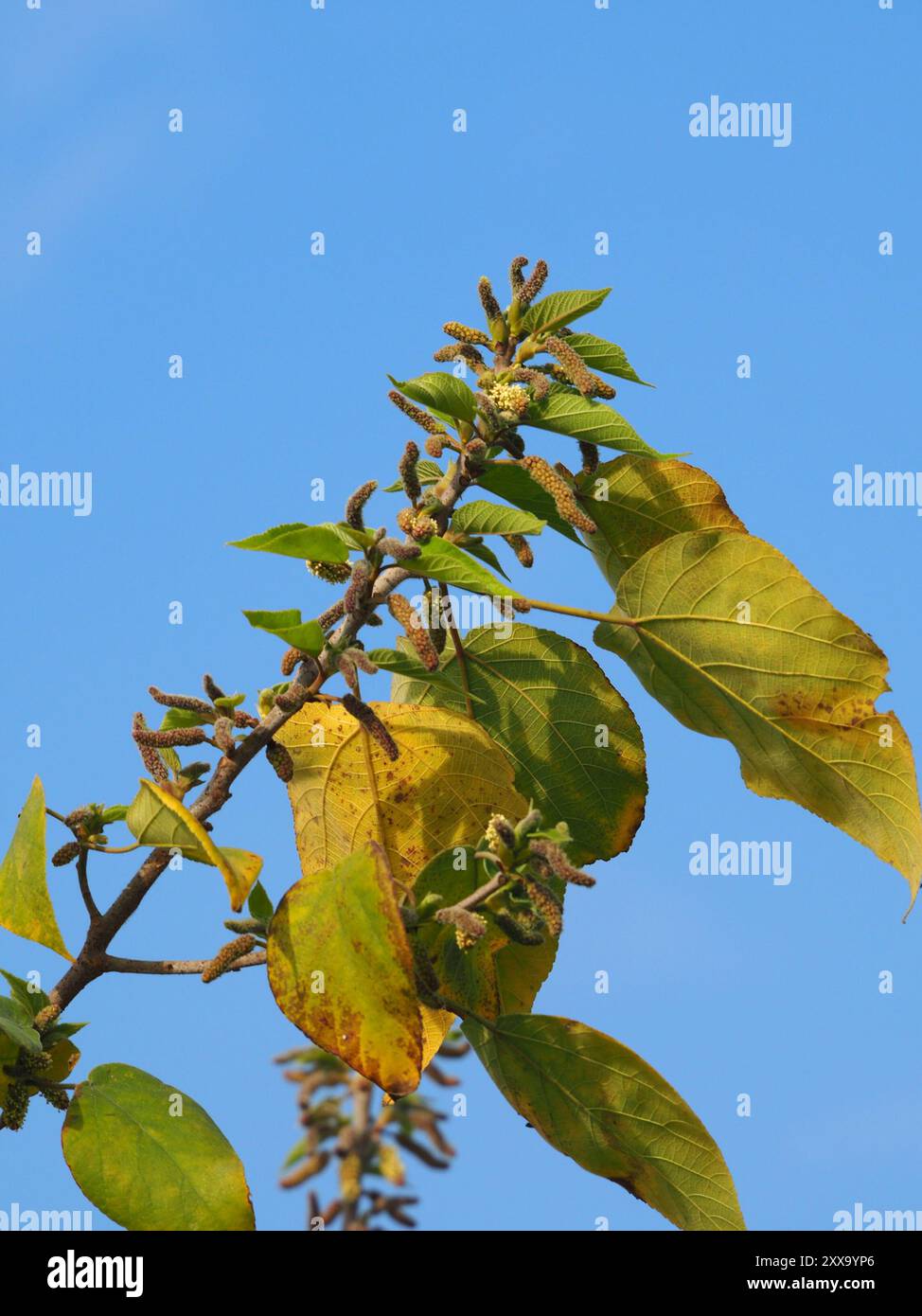 Paper mulberry (Broussonetia papyrifera) Plantae Stock Photo - Alamy