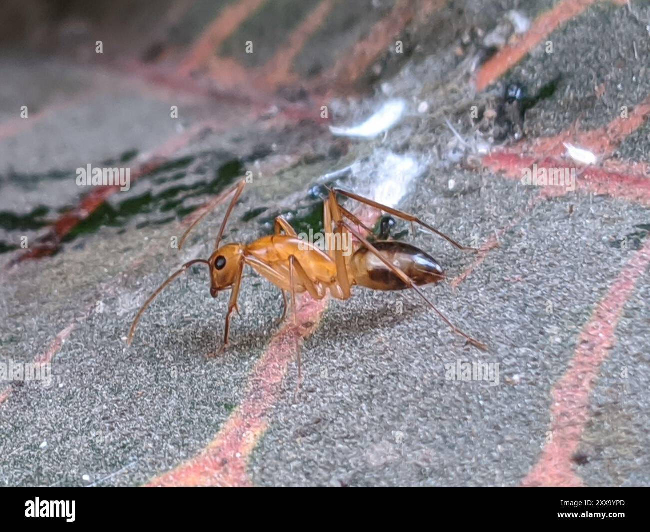 Spotted Sugar Ant (Camponotus maculatus) Insecta Stock Photo - Alamy