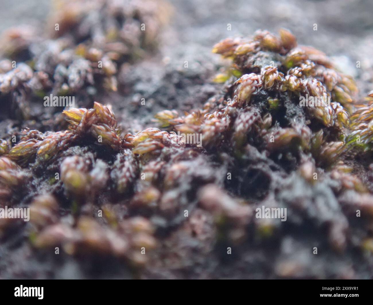 Black Rock Moss (Andreaea rupestris) Plantae Stock Photo - Alamy