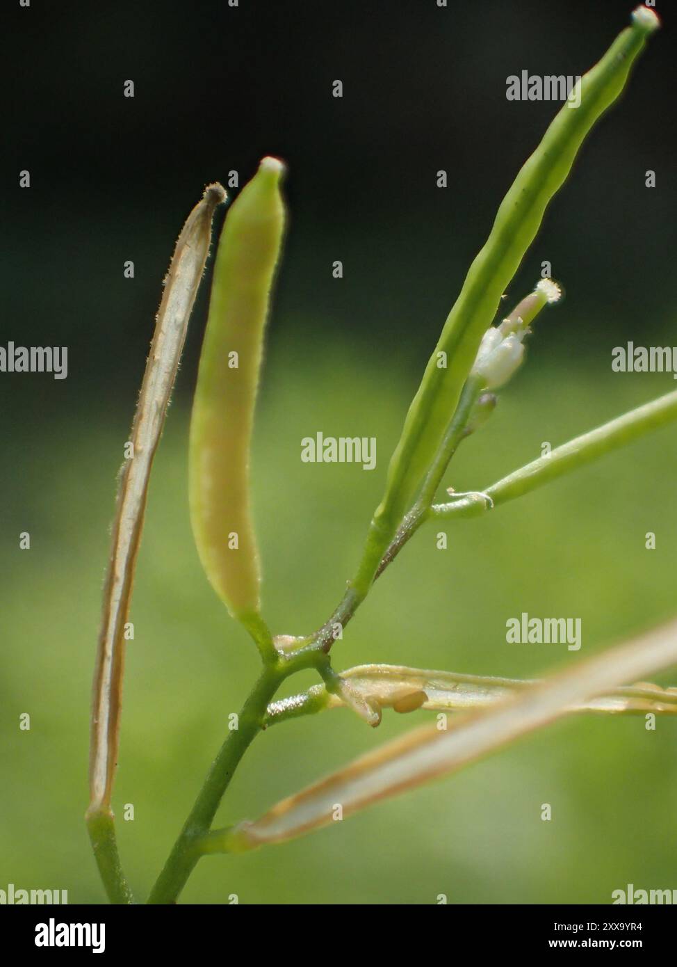 wavy bittercress (Cardamine flexuosa) Plantae Stock Photo - Alamy