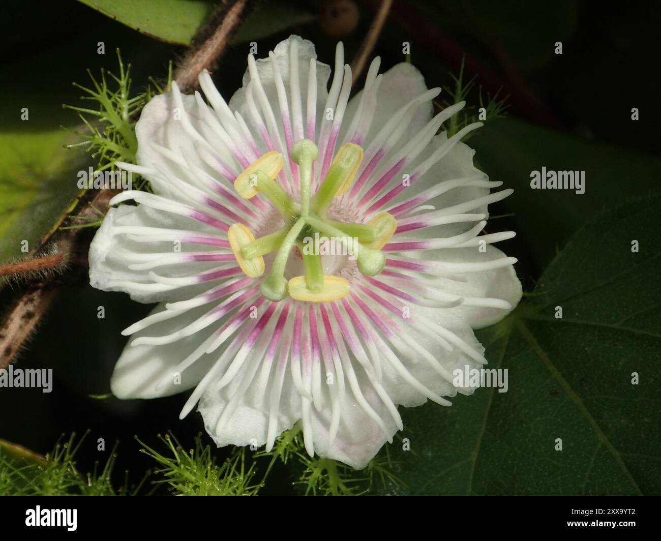 (Passiflora vesicaria) Plantae Stock Photo - Alamy