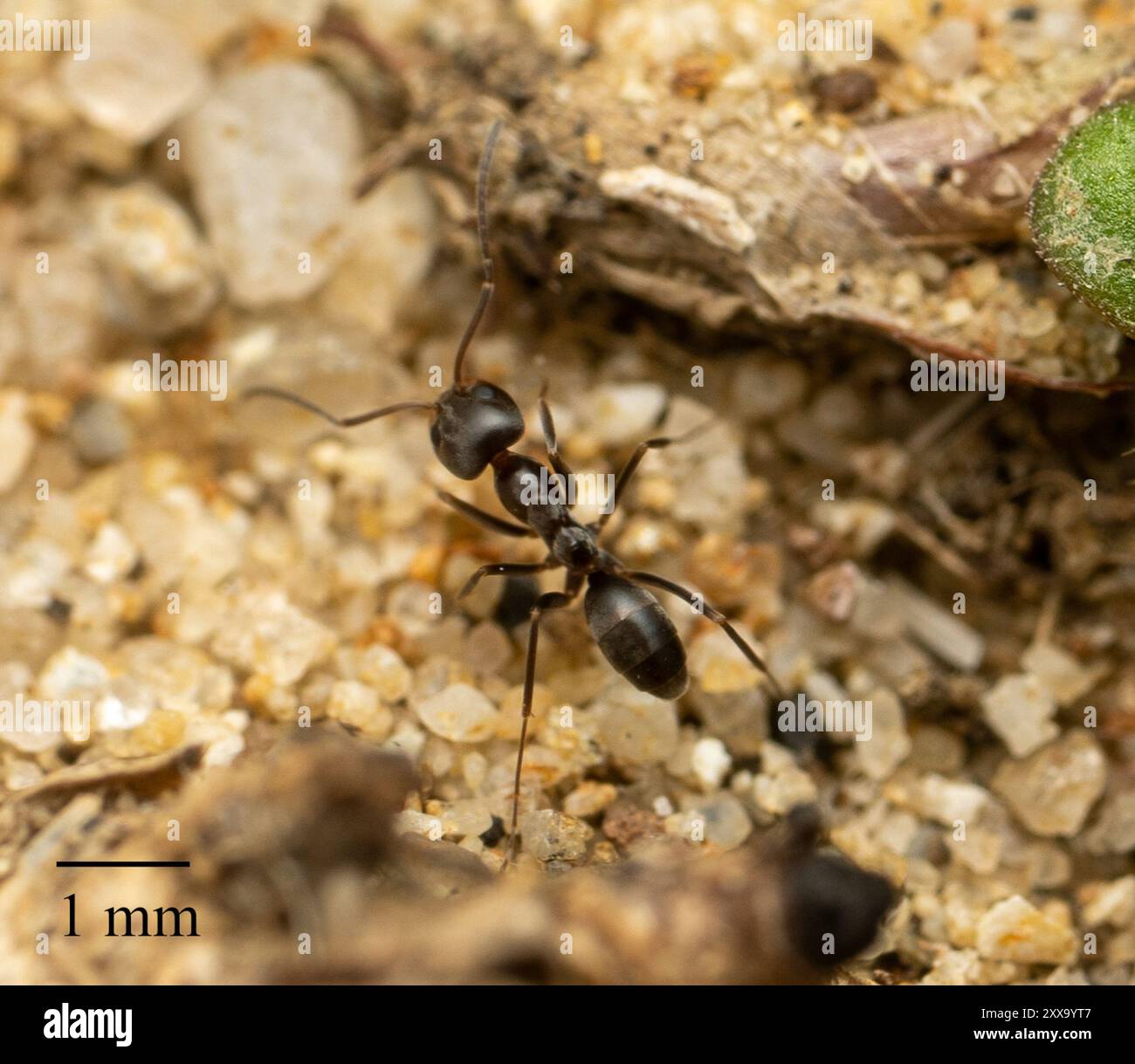 Crazy Pyramid Ant (Dorymyrmex insanus) Insecta Stock Photo - Alamy