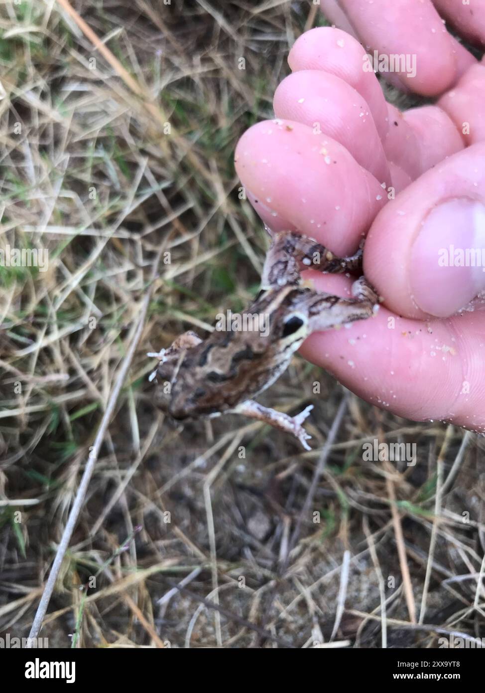 Weeping Frog (Physalaemus biligonigerus) Amphibia Stock Photo - Alamy