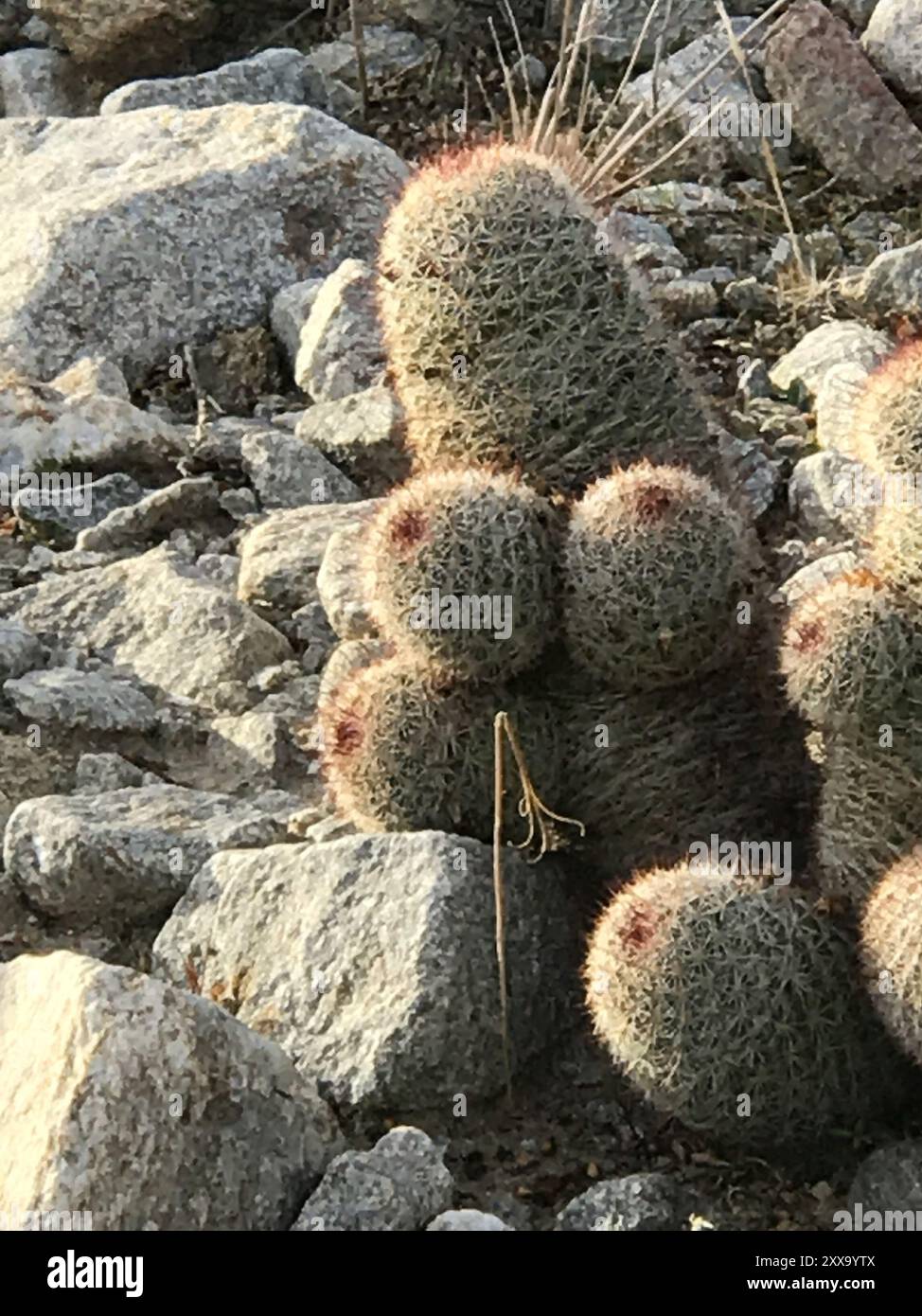 Peninsular fishhook cactus (Cochemiea dioica) Plantae Stock Photo - Alamy
