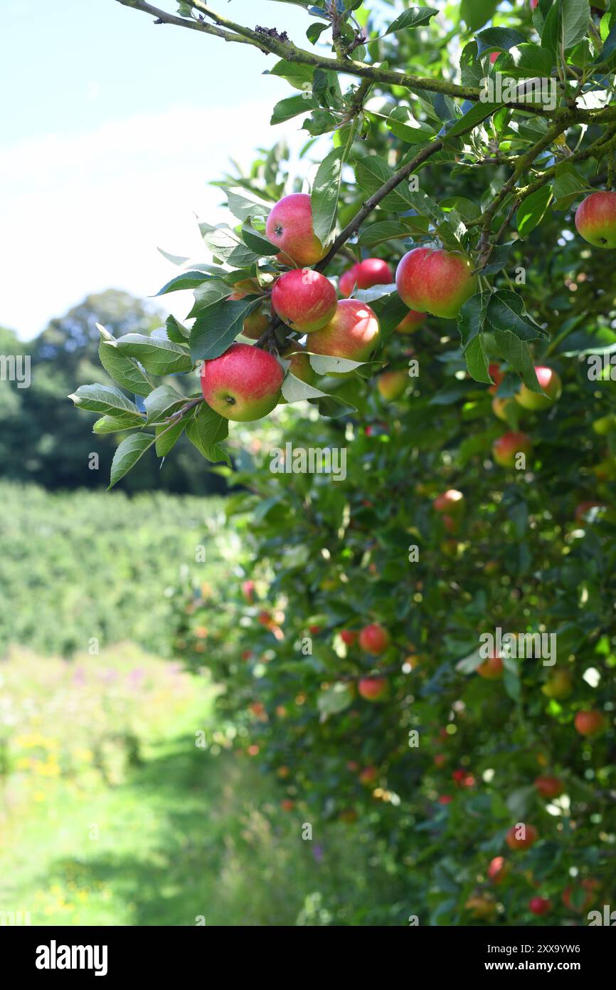 Kent apple growers hi-res stock photography and images - Alamy