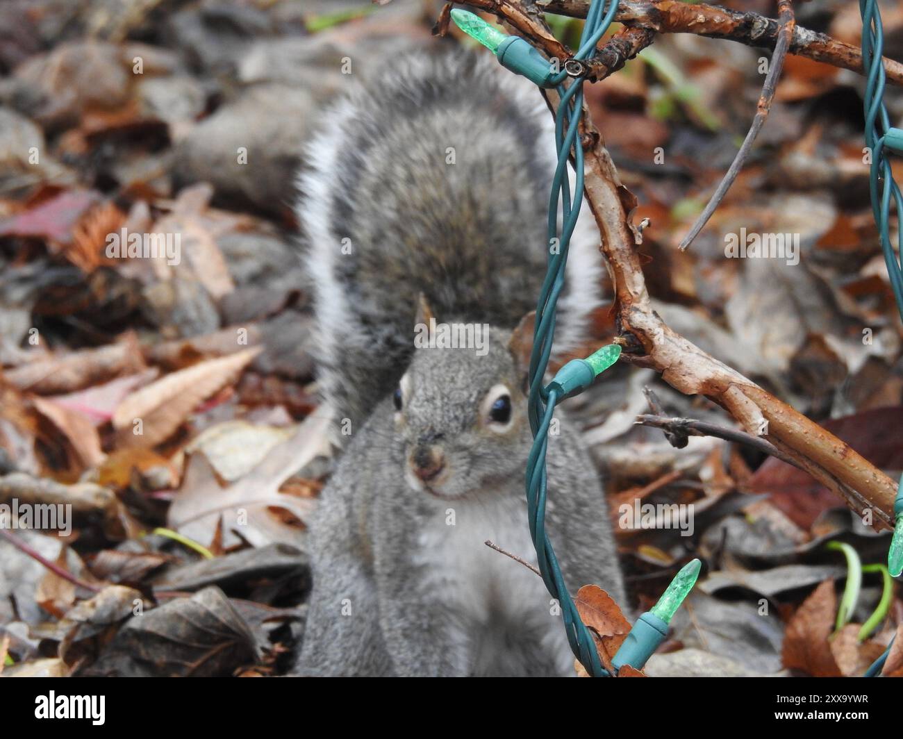 Eastern Gray Squirrel (Sciurus carolinensis) Mammalia Stock Photo - Alamy