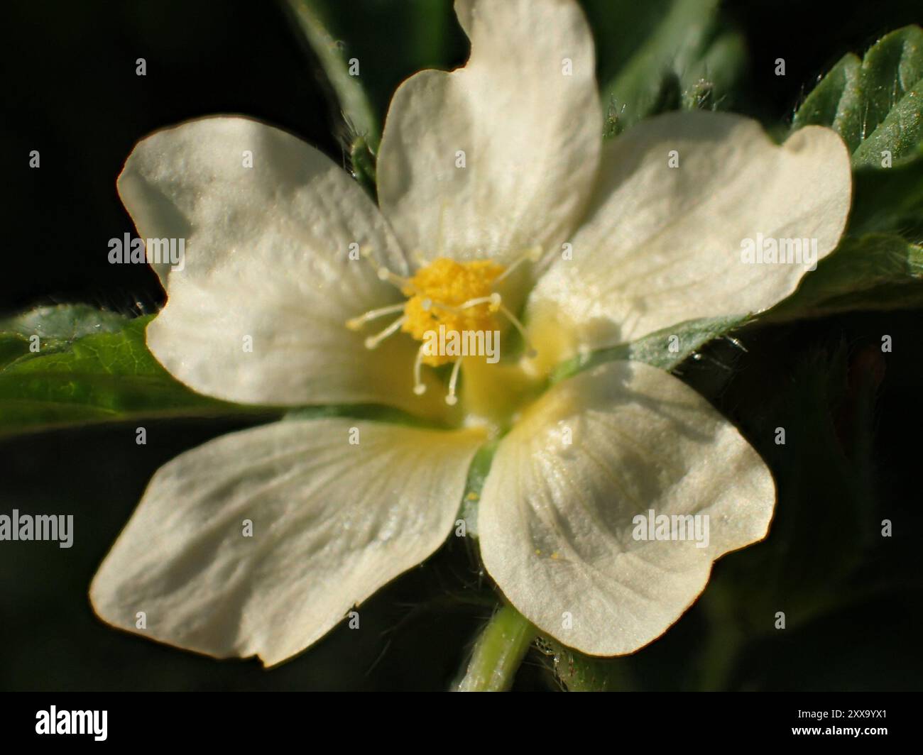 three-lobe false mallow (Malvastrum coromandelianum) Plantae Stock ...