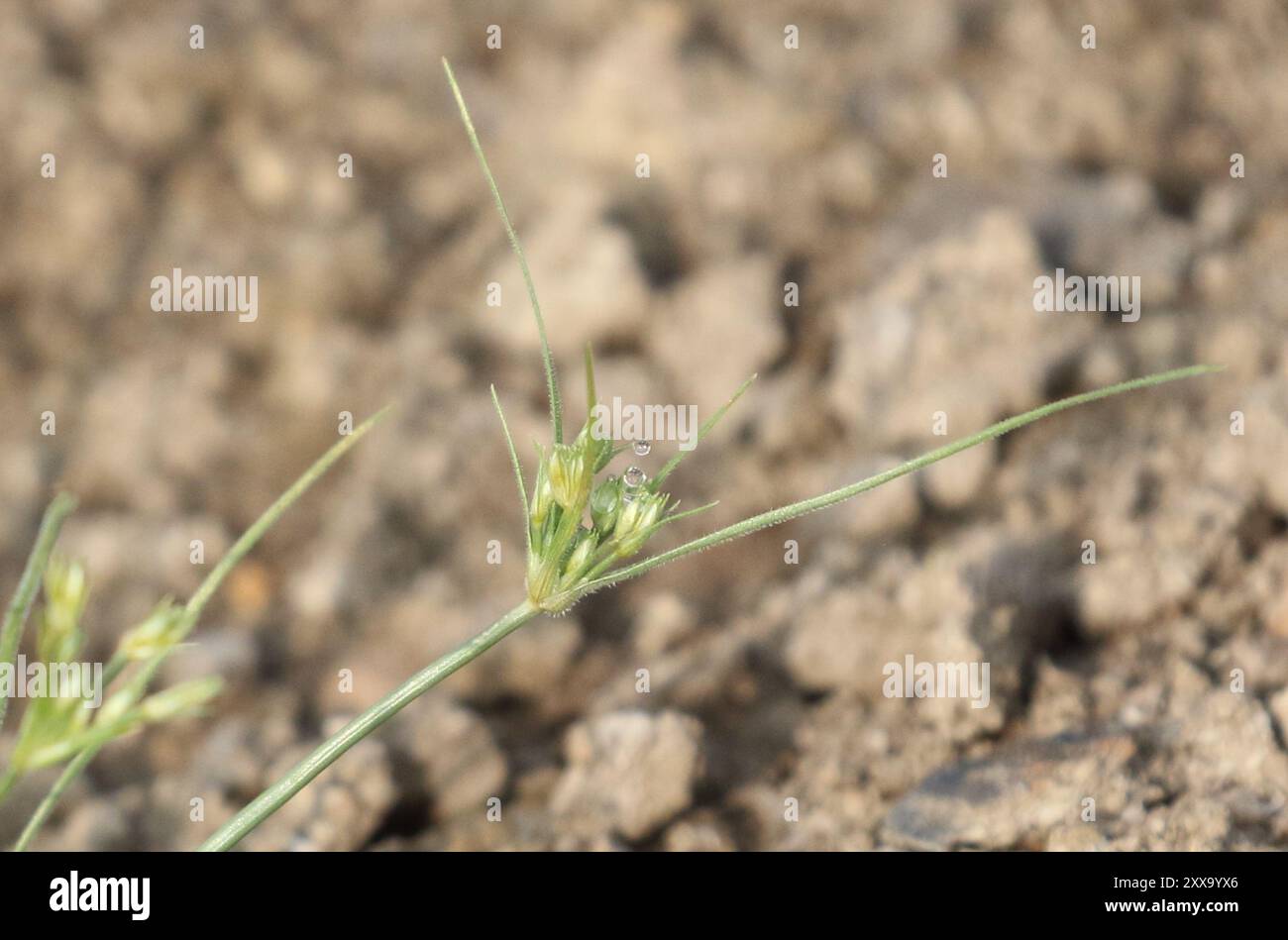 Fringe Rush (Fimbristylis) Plantae Stock Photo - Alamy