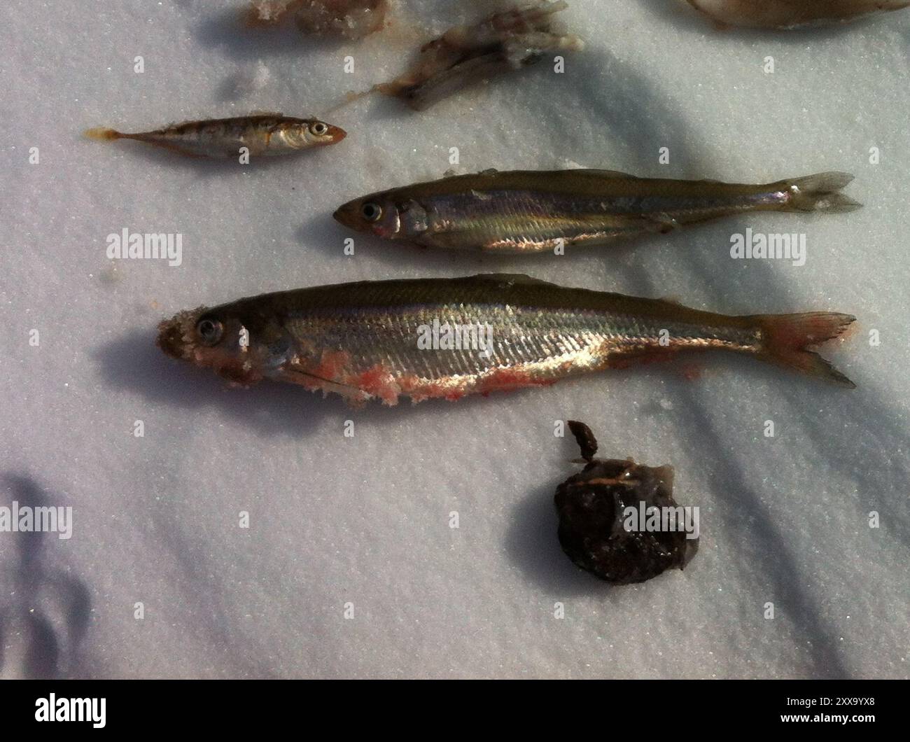Rainbow Smelt (Osmerus mordax) Actinopterygii Stock Photo - Alamy