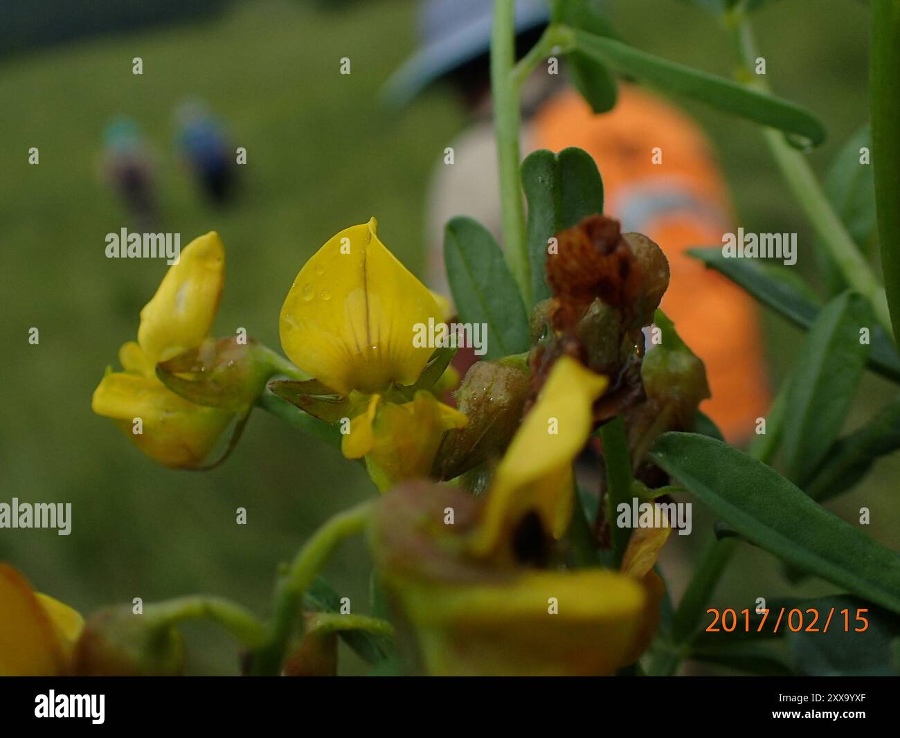 Rattlepods (Crotalaria) Plantae Stock Photo - Alamy