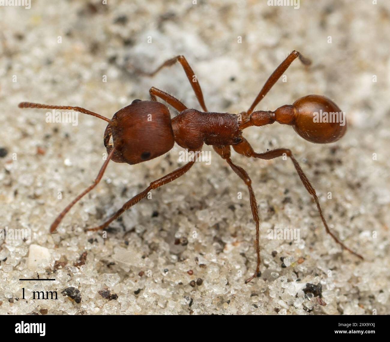 Florida Harvester Ant (Pogonomyrmex badius) Insecta Stock Photo - Alamy