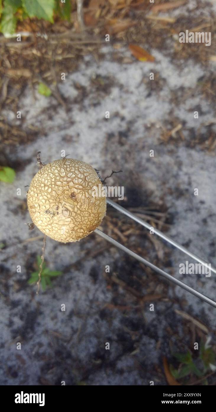 common earthball (Scleroderma citrinum) Fungi Stock Photo - Alamy