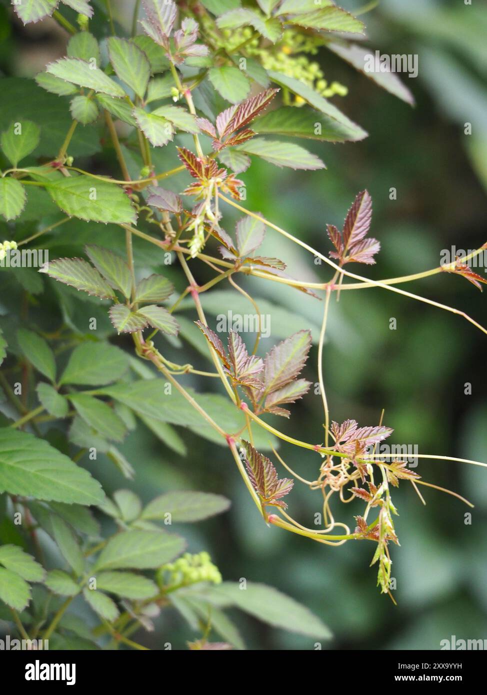 Bushkiller (Causonis japonica) Plantae Stock Photo - Alamy