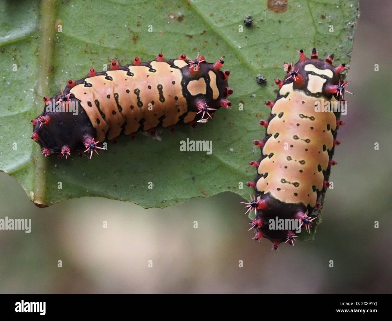 Saddleback Caterpillar Moths and Allies (Acharia) Insecta Stock Photo ...