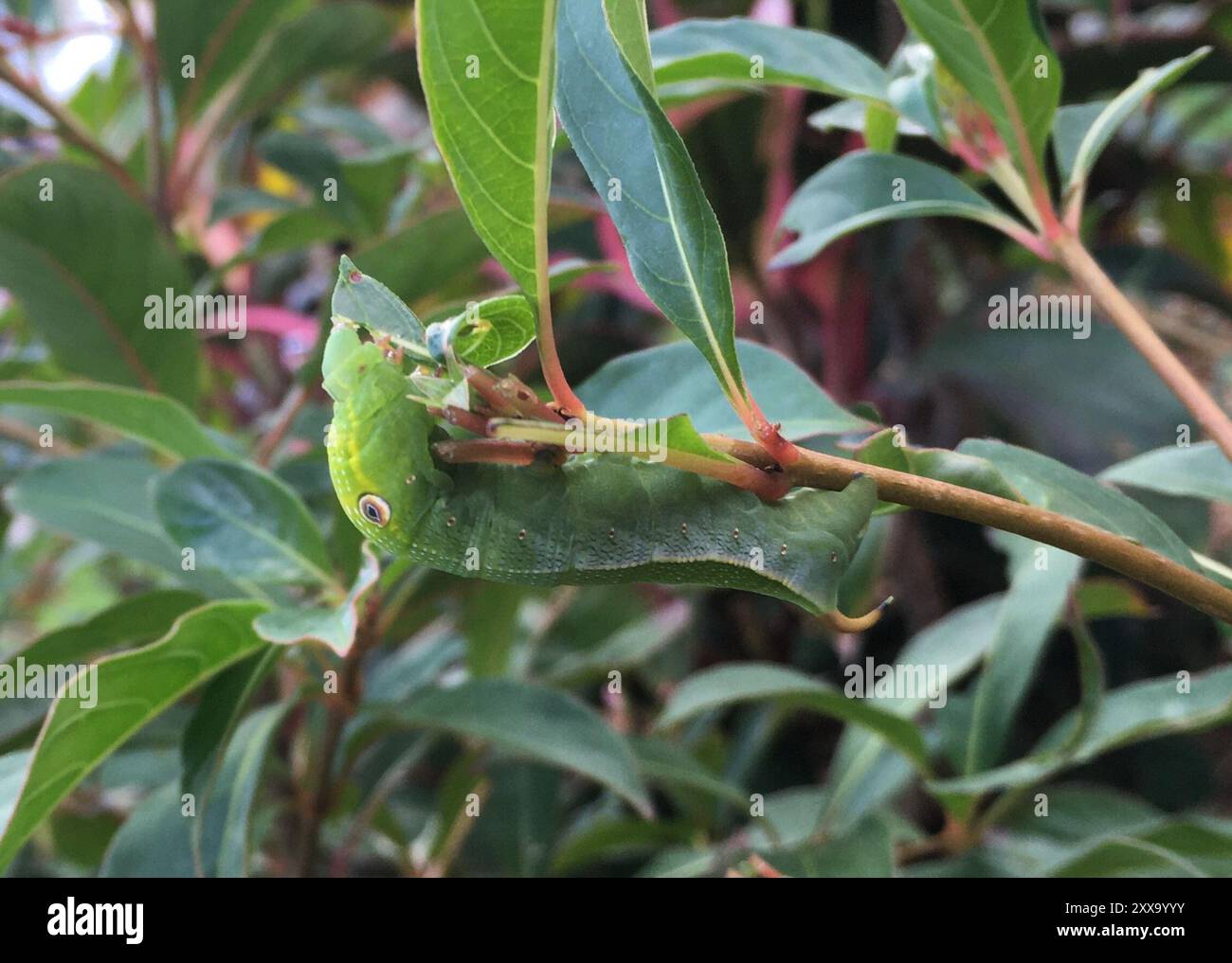 Pluto Sphinx (Xylophanes pluto) Insecta Stock Photo - Alamy