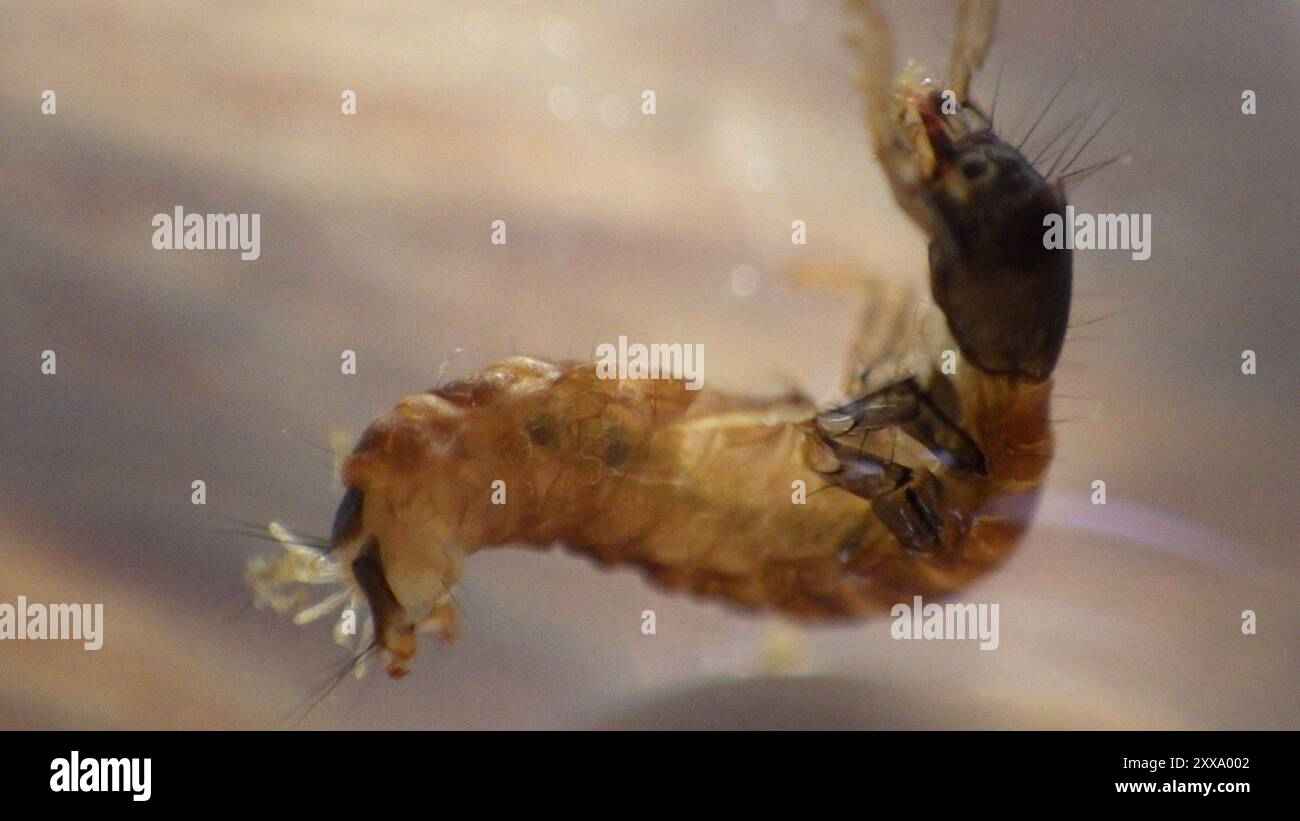 Little Black Caddisflies (Glossosomatidae) Insecta Stock Photo - Alamy