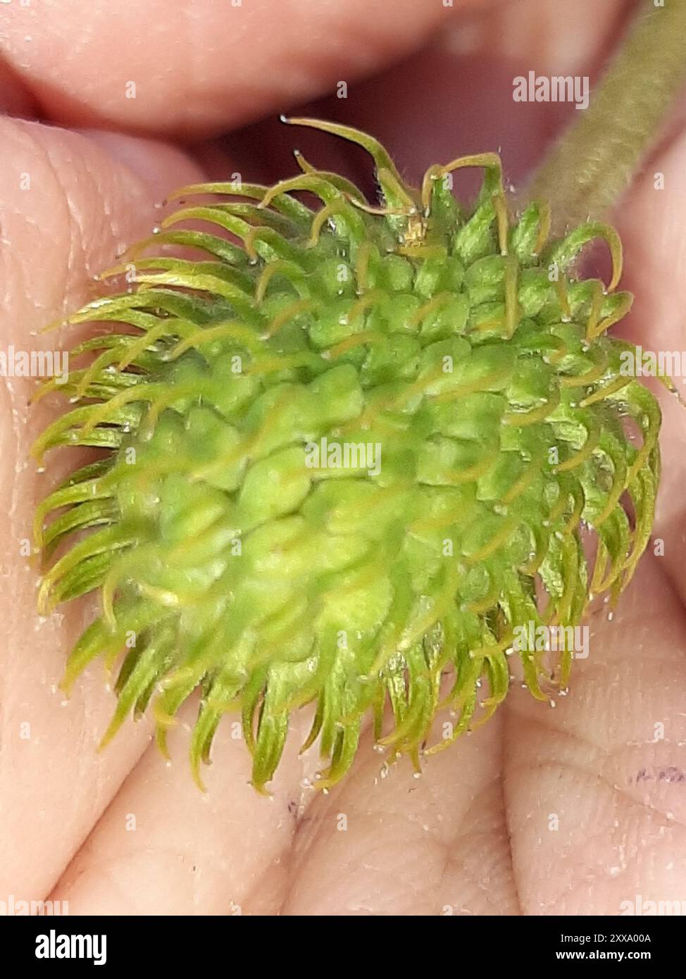 Mount Cook lily (Ranunculus lyallii) Plantae Stock Photo - Alamy
