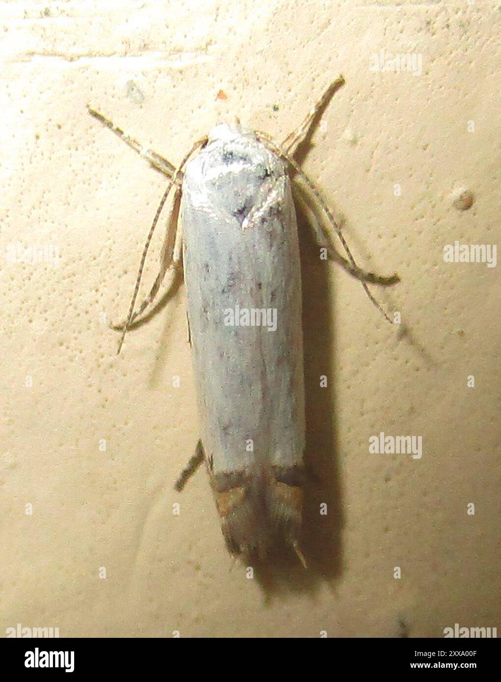 Twirler Moths (Gelechiidae) Insecta Stock Photo - Alamy