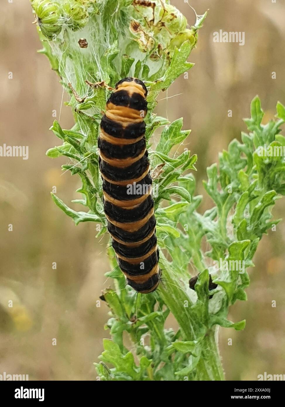 Cinnabar moth (Tyria jacobaeae) Insecta Stock Photo - Alamy