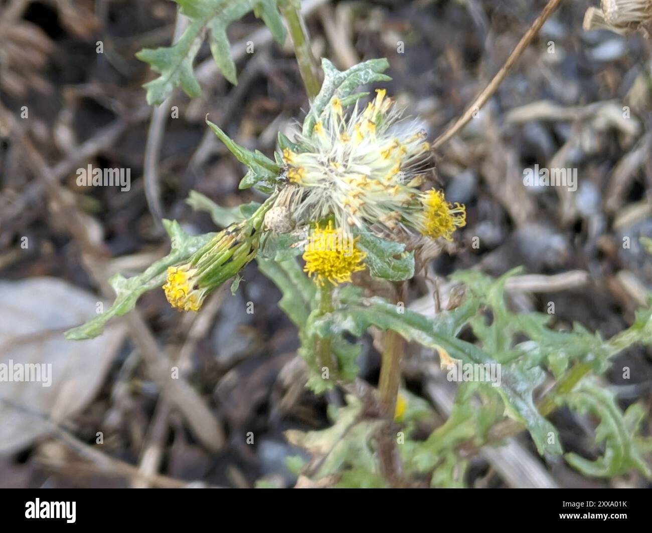 common groundsel (Senecio vulgaris) Plantae Stock Photo - Alamy