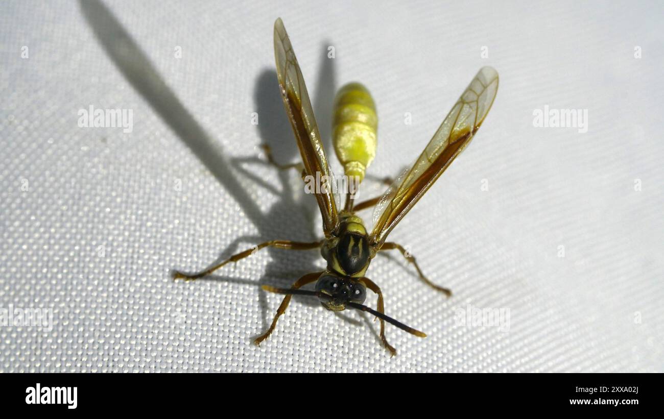 Central American Paper Wasp (Apoica pallens) Insecta Stock Photo - Alamy