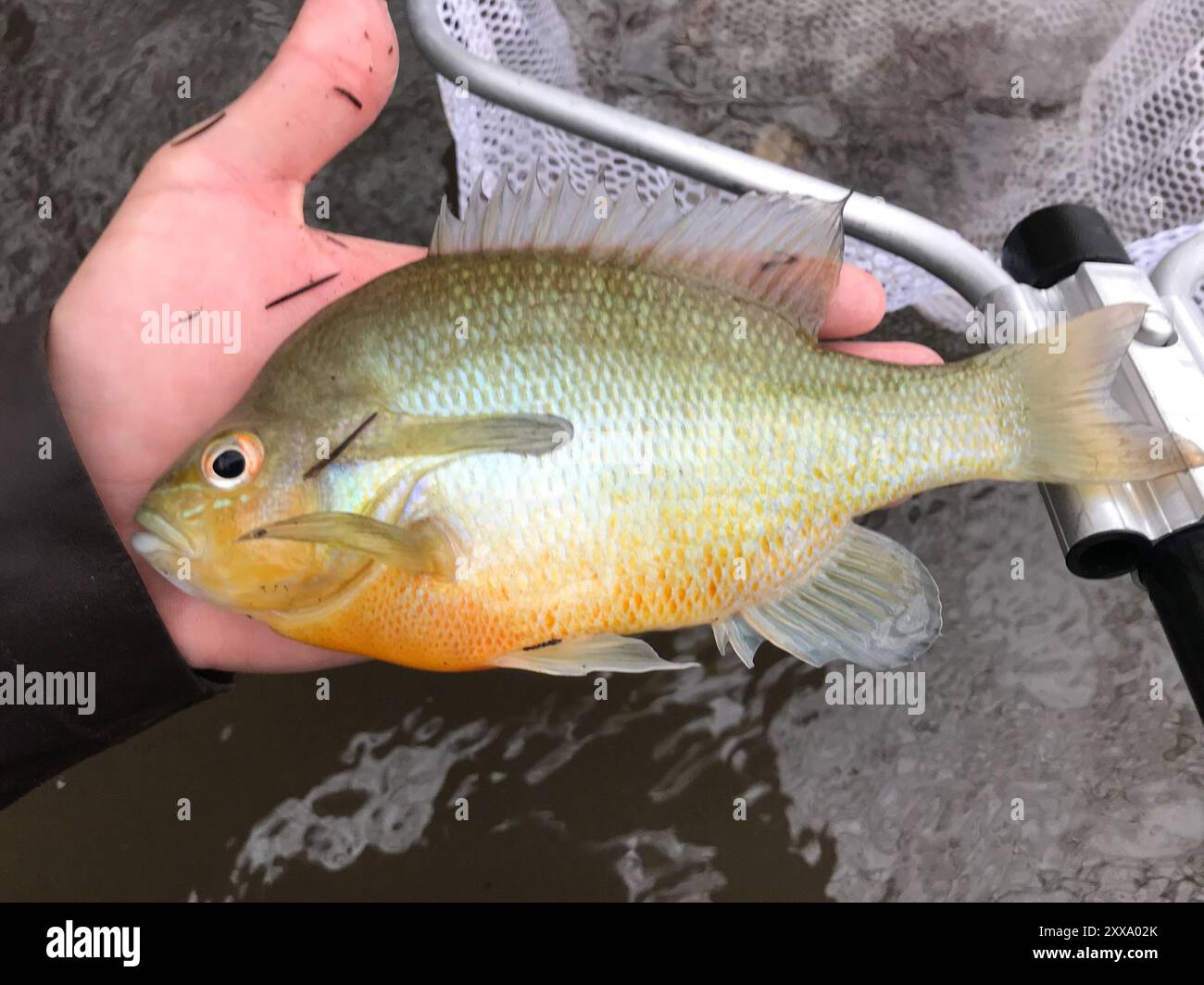 Redbreast Sunfish (Lepomis auritus) Actinopterygii Stock Photo - Alamy