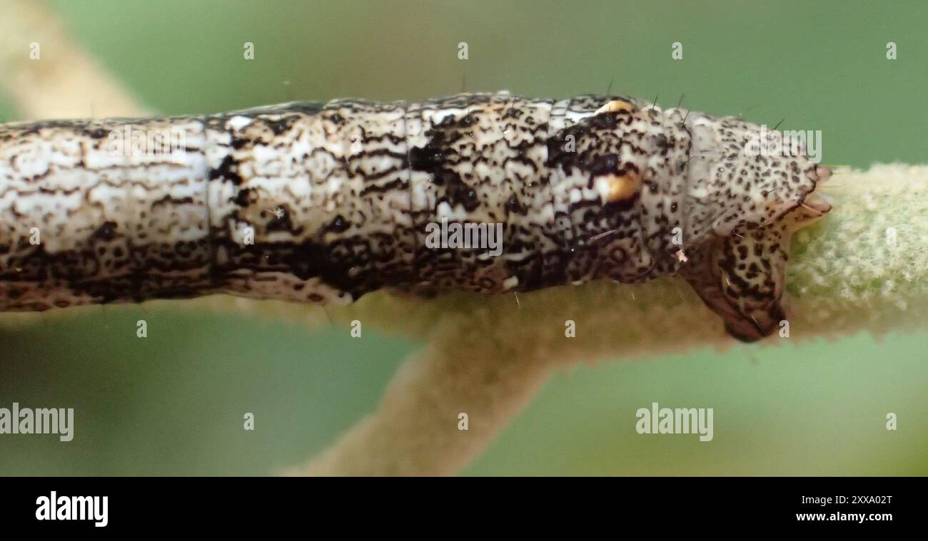 Geometer Moths (Geometridae) Insecta Stock Photo - Alamy