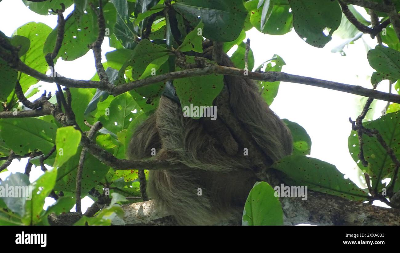 Hoffmann's Two-toed Sloth (Choloepus hoffmanni) Mammalia Stock Photo ...