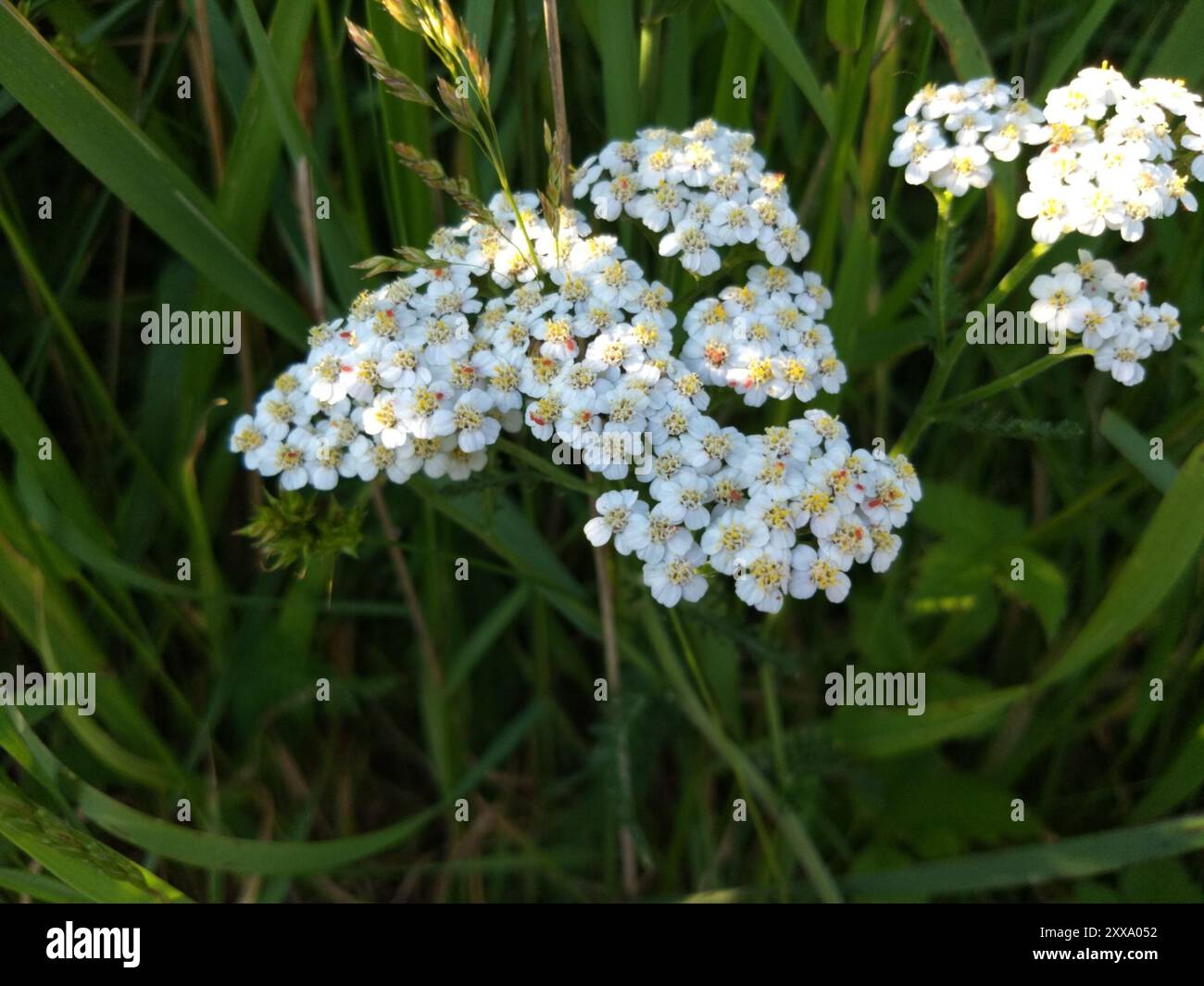 Sidewalk Mites (Balaustium) Arachnida Stock Photo - Alamy
