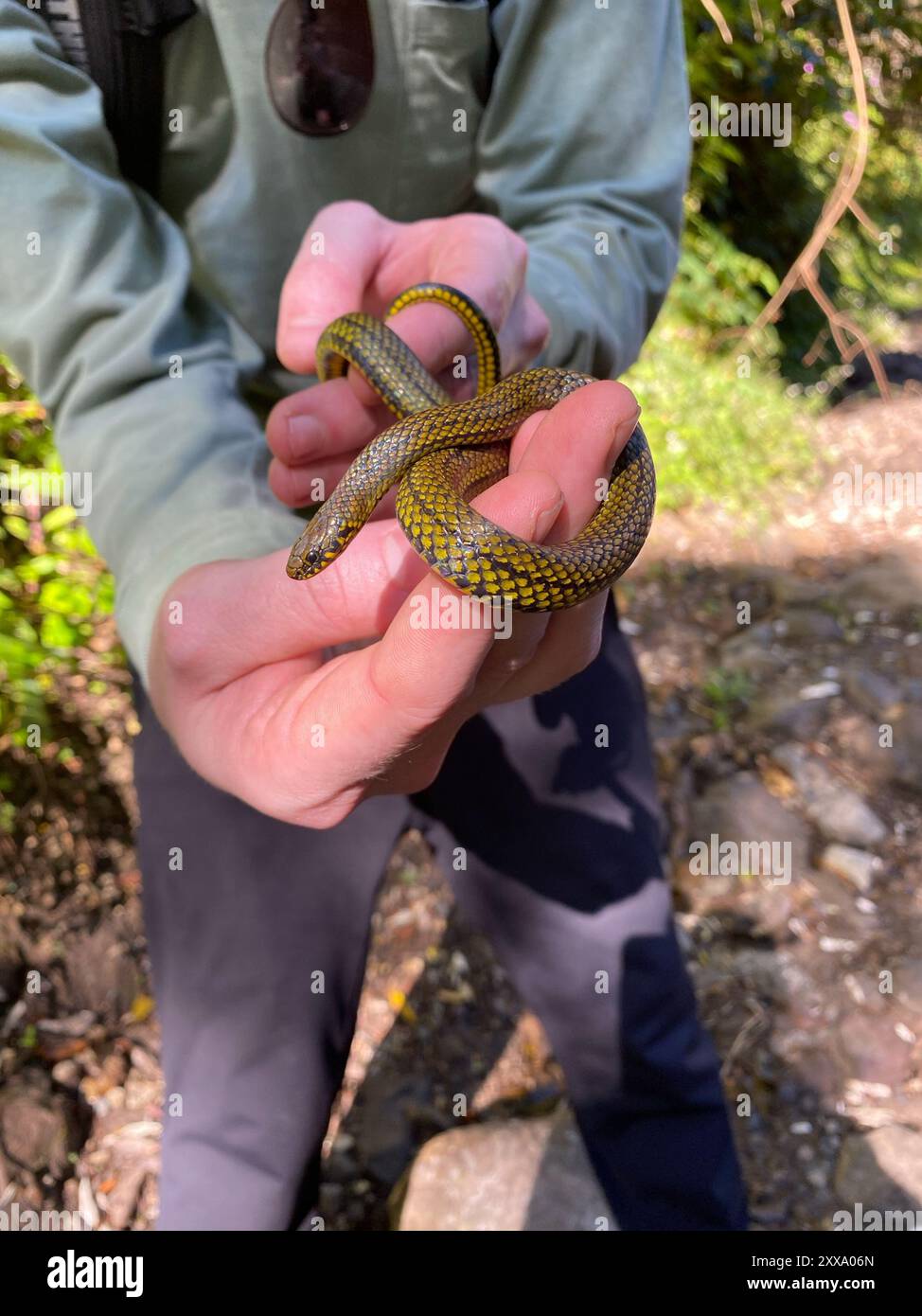 Thick graceful brown snake hi-res stock photography and images - Alamy