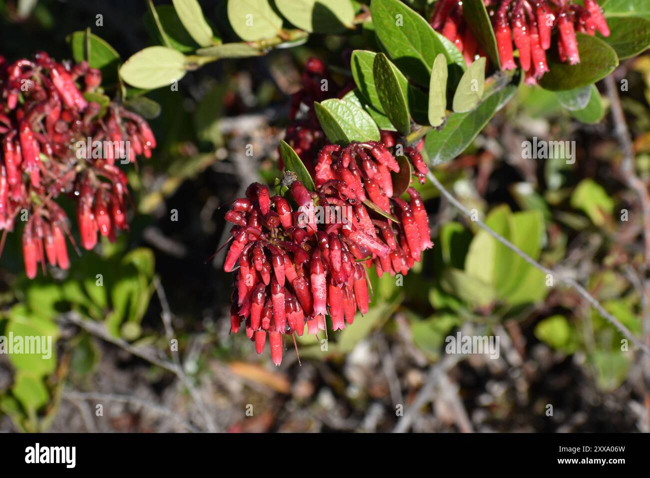 tropical blueberry (Macleania rupestris) Plantae Stock Photo - Alamy