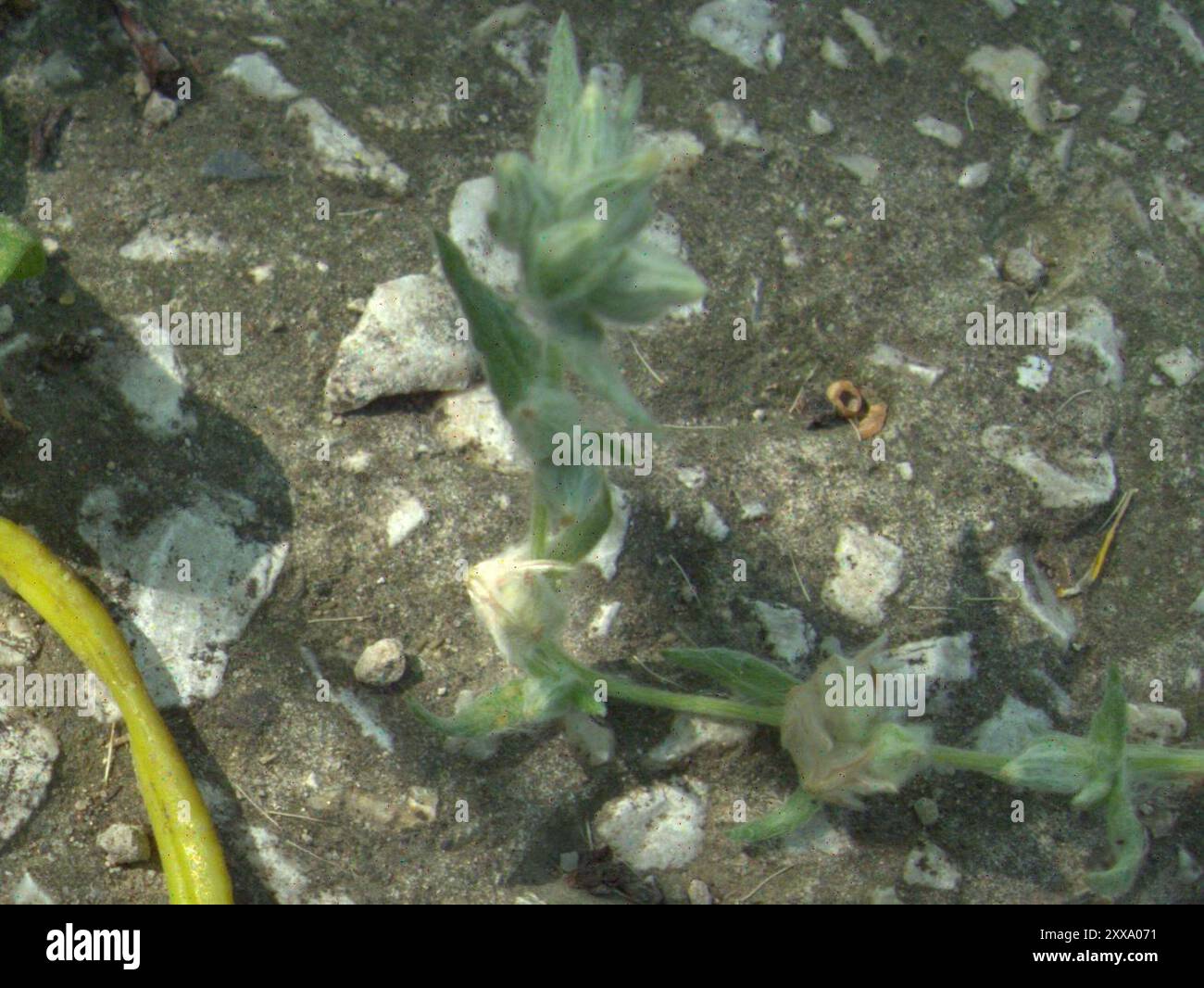 field fluffweed (Filago arvensis) Plantae Stock Photo - Alamy