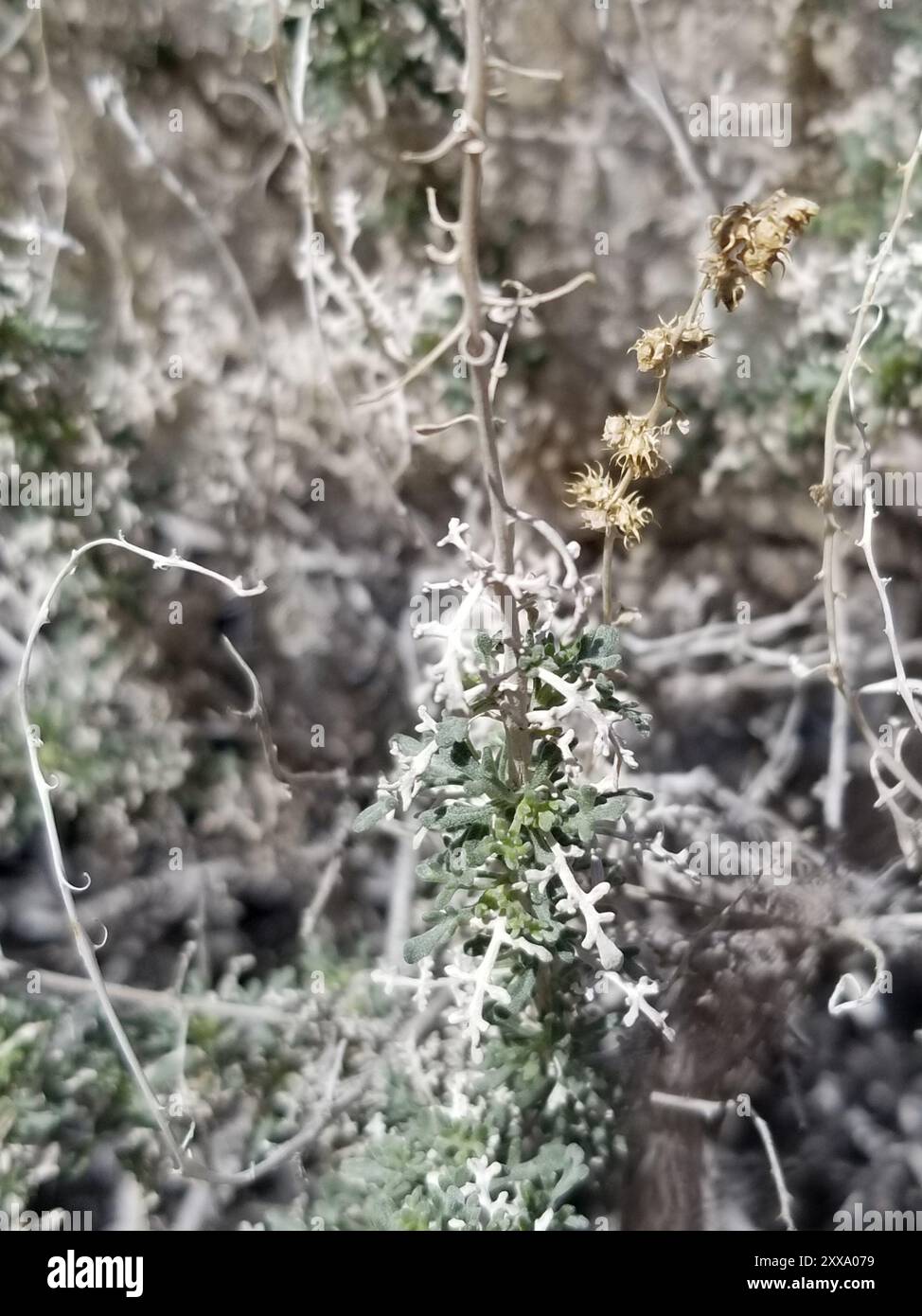 Burrobush (Ambrosia dumosa) Plantae Stock Photo - Alamy