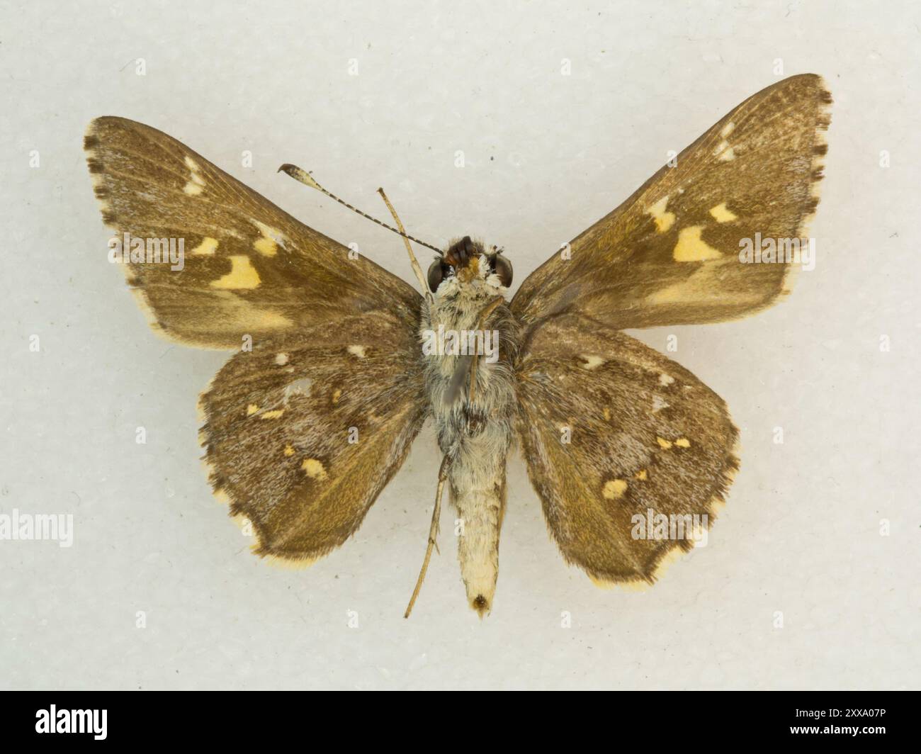 Python Skipper (Atrytonopsis python) Insecta Stock Photo - Alamy