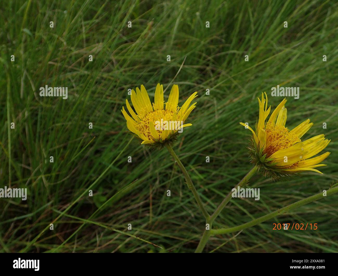 Pretty African Thistle (Berkheya speciosa) Plantae Stock Photo - Alamy